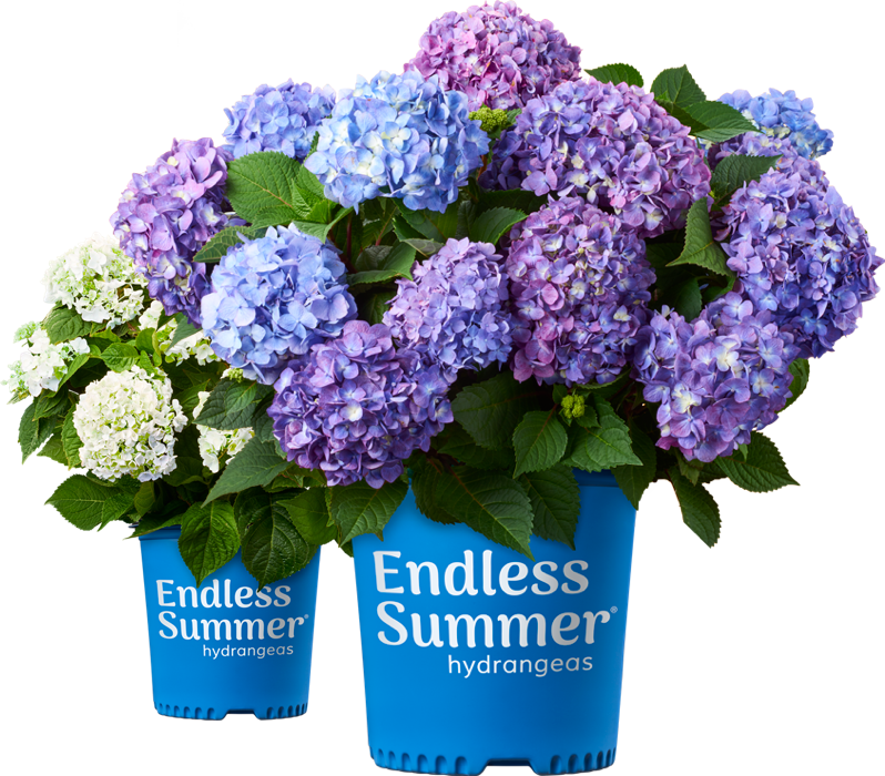 Endless Summer | First Editions | Easy Elegance