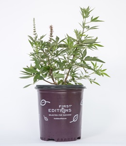 Innovations | Bailey Nurseries