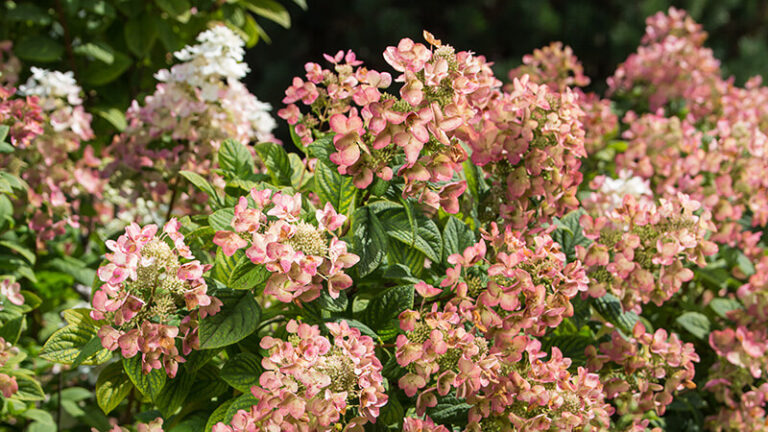 WHITE DIAMONDS® PANICLE HYDRANGEA EARNS FIVE STARS | Bailey Nurseries