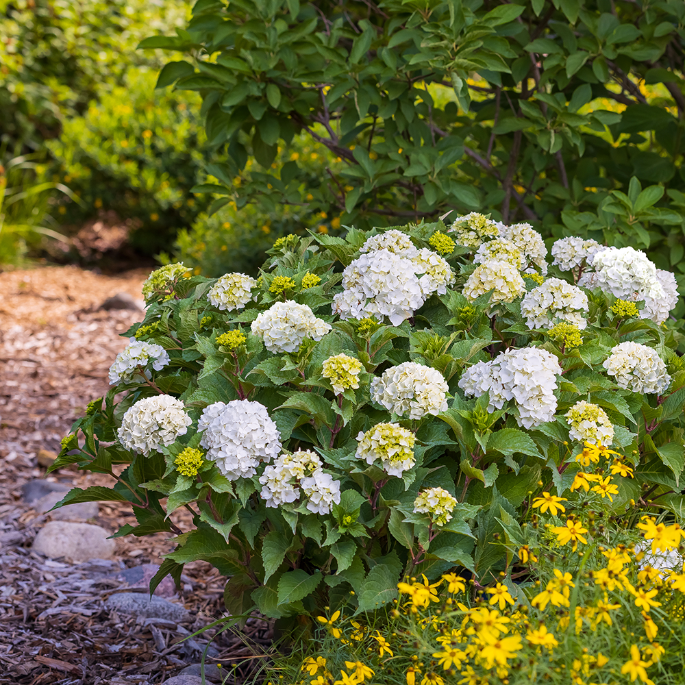 DreamCloud® Reblooming Hydrangea | Bailey Nurseries