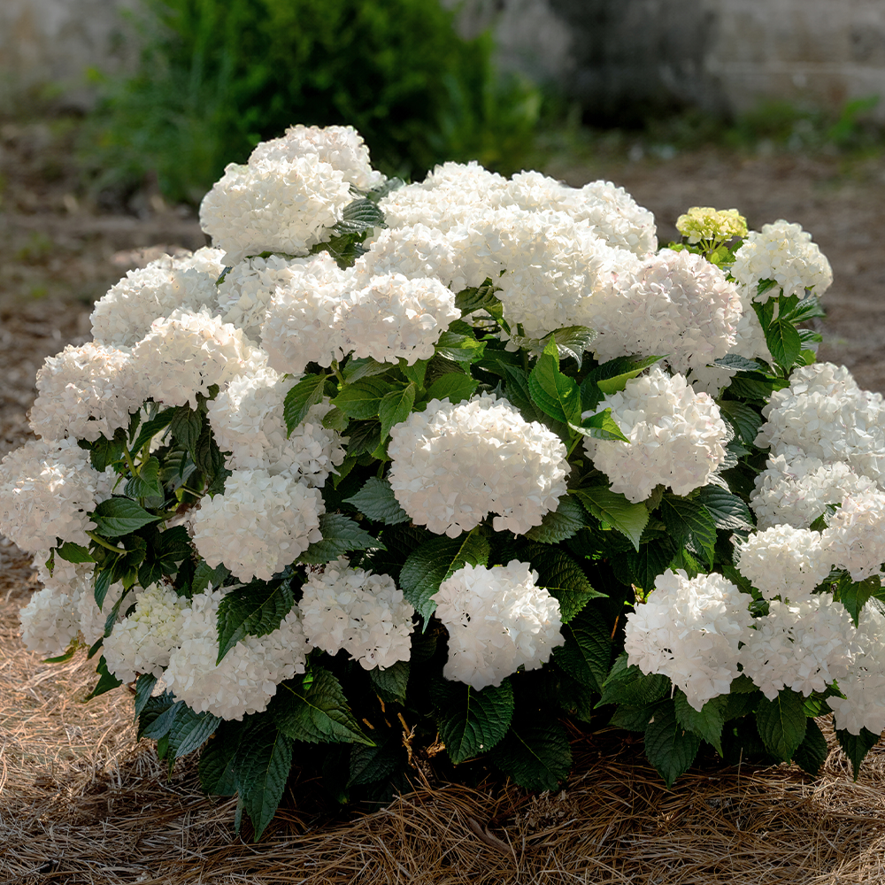 DreamCloud® Reblooming Hydrangea | Bailey Nurseries