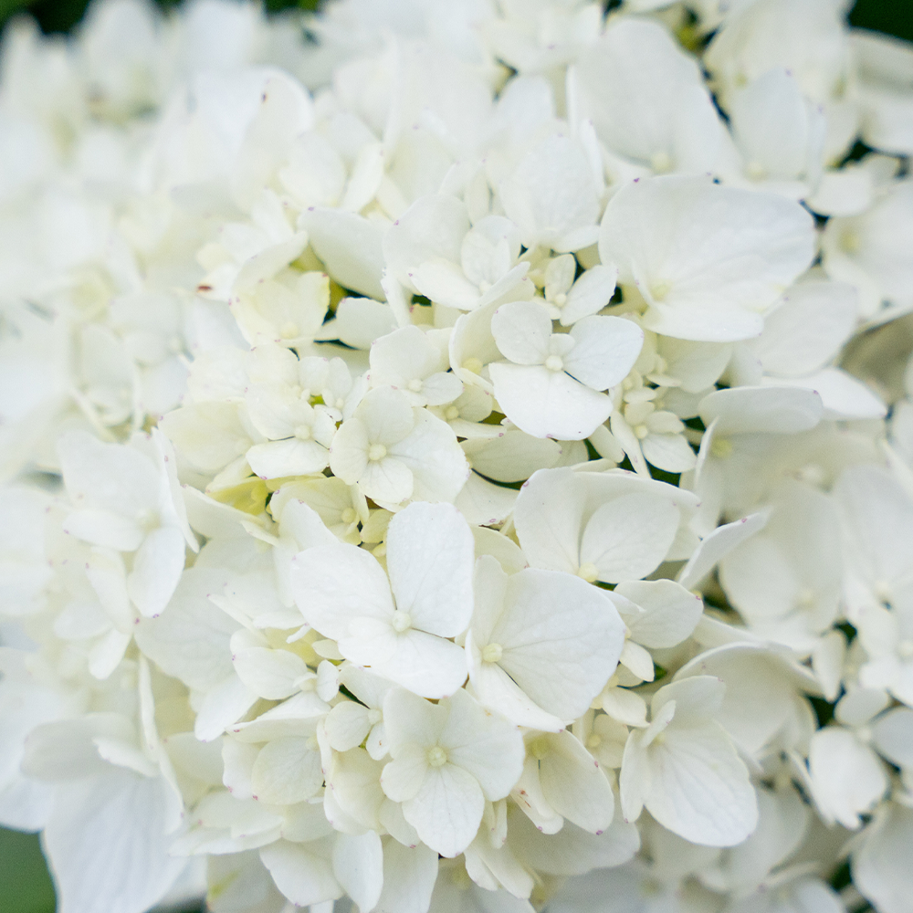 DreamCloud® Reblooming Hydrangea | Bailey Nurseries