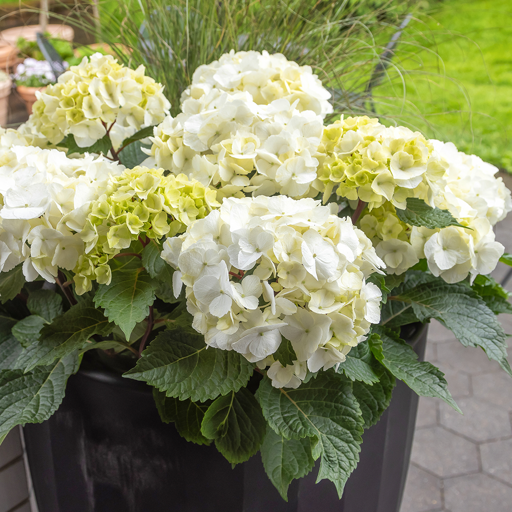DreamCloud® Reblooming Hydrangea | Bailey Nurseries