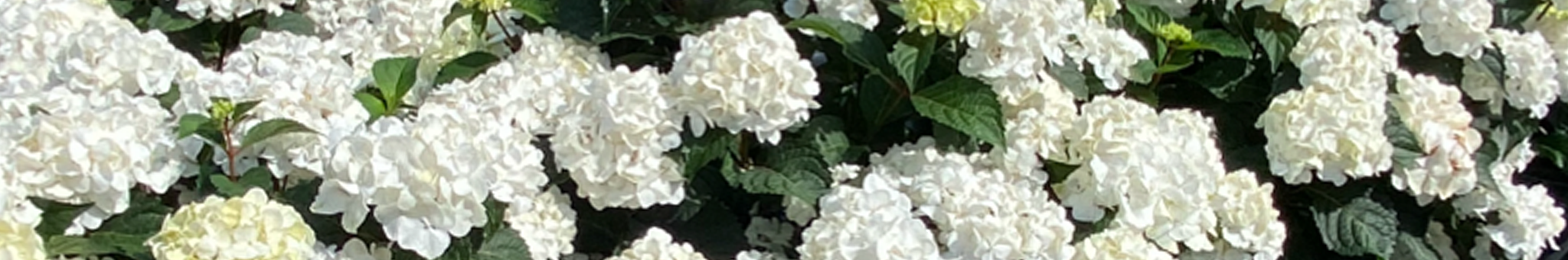 DreamCloud® Reblooming Hydrangea | Bailey Nurseries