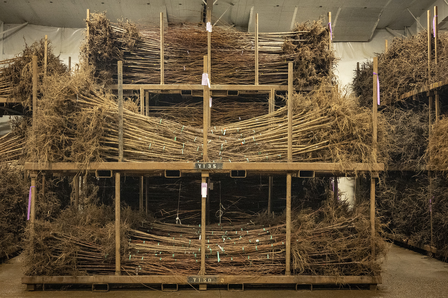 Powering Down: Energy Conservation at Bailey Nurseries | Bailey Nurseries