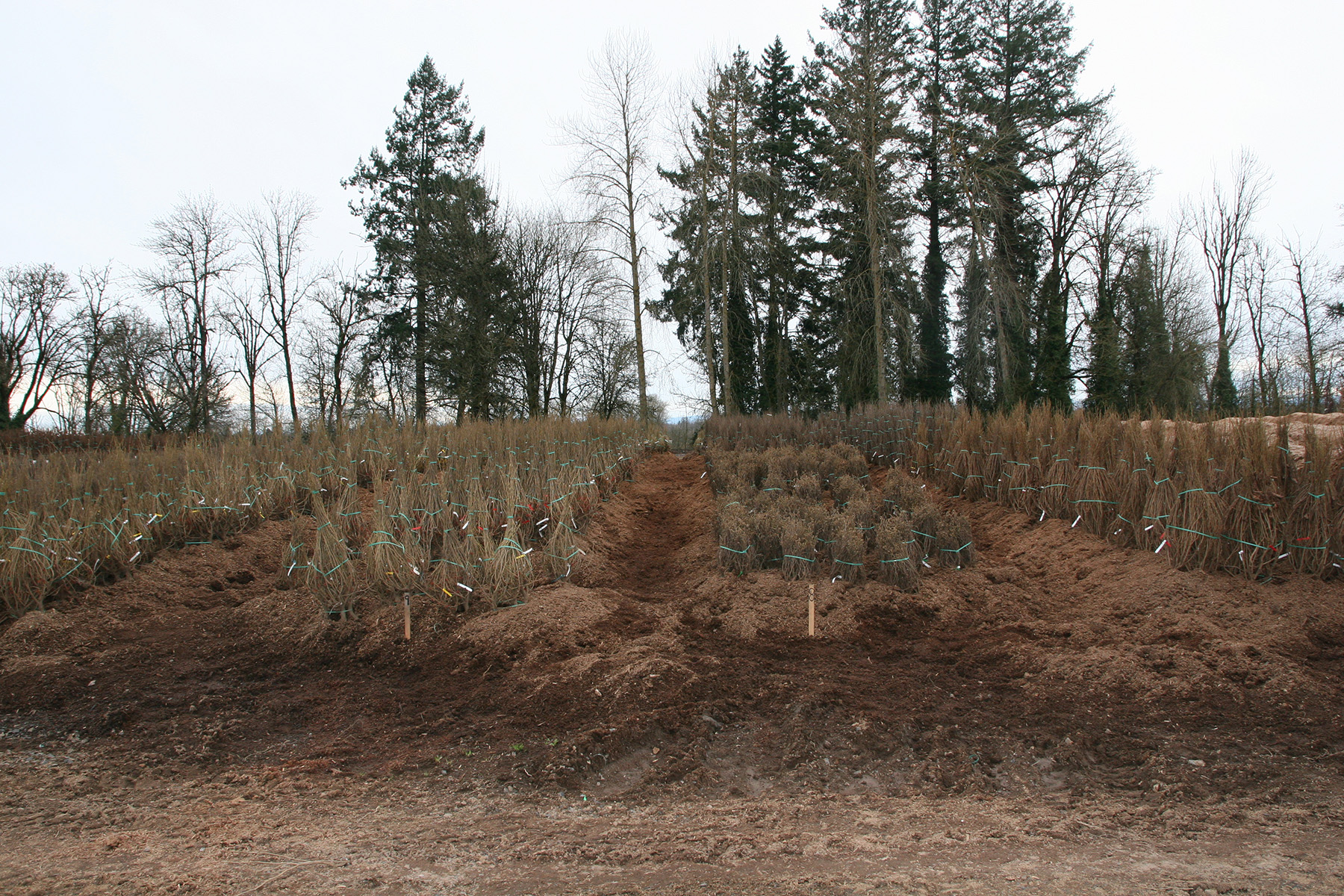 Powering Down: Energy Conservation at Bailey Nurseries | Bailey Nurseries